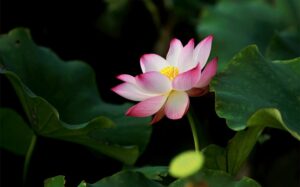 Ren Name Meaning: Discover 8 Cultural Interpretations